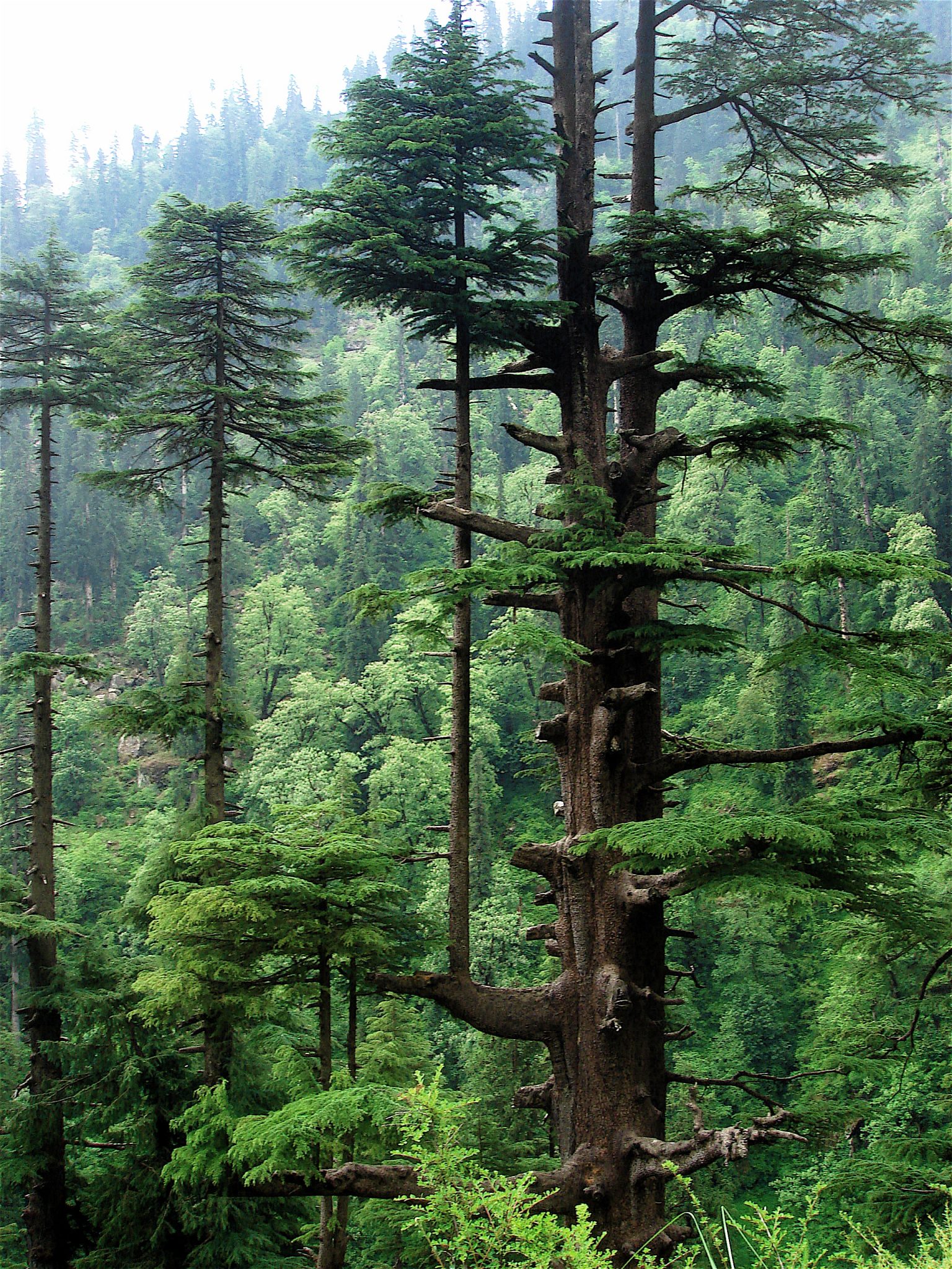 Kashmir Flora Fauna: Find Wonderful Flora Fauna of Kashmir